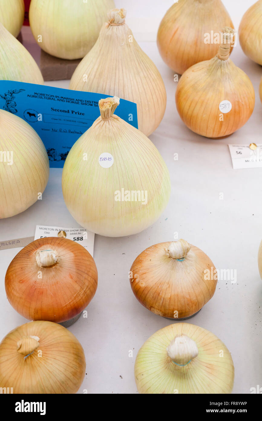 Prize winning onions on show at a country show in Gloucestershrie, UK ...