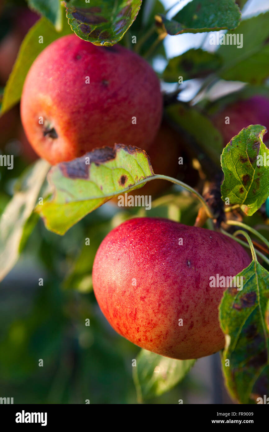 Fiesta apples red, ripe and ready to pick on a tree in Gloucestershire ...