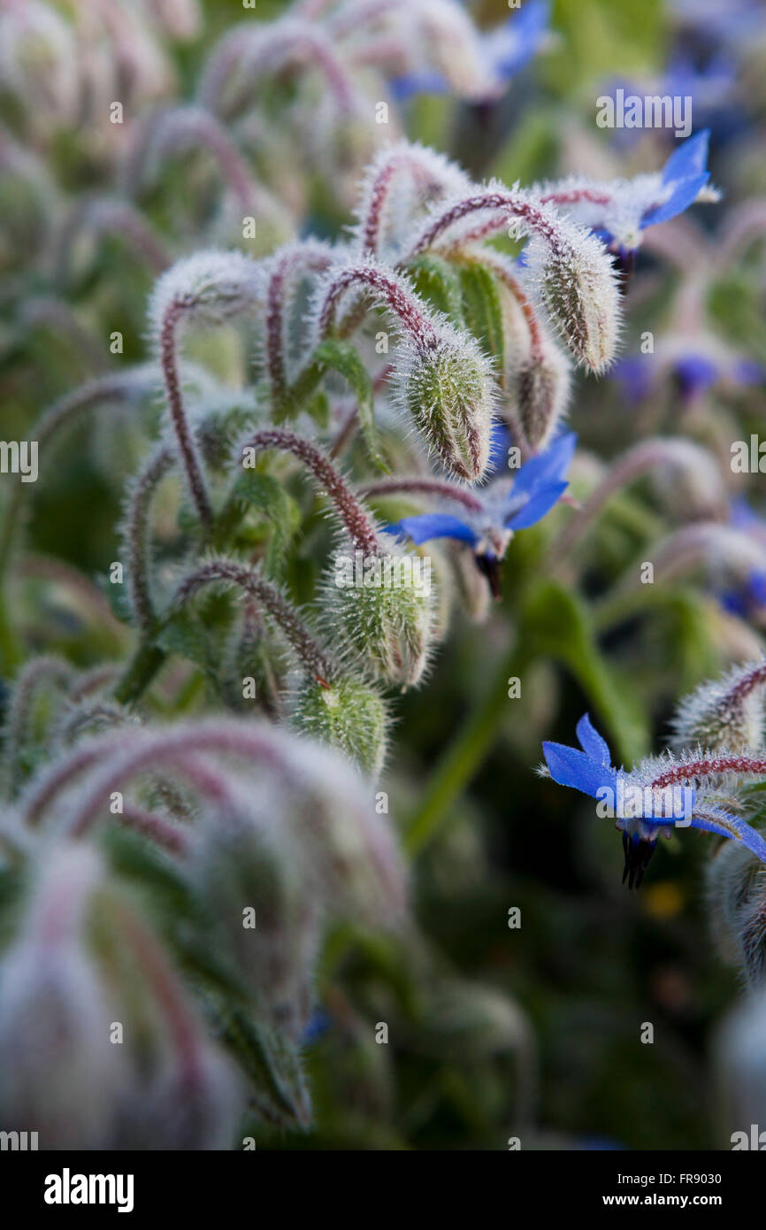 Drooping flowers hi-res stock photography and images - Alamy