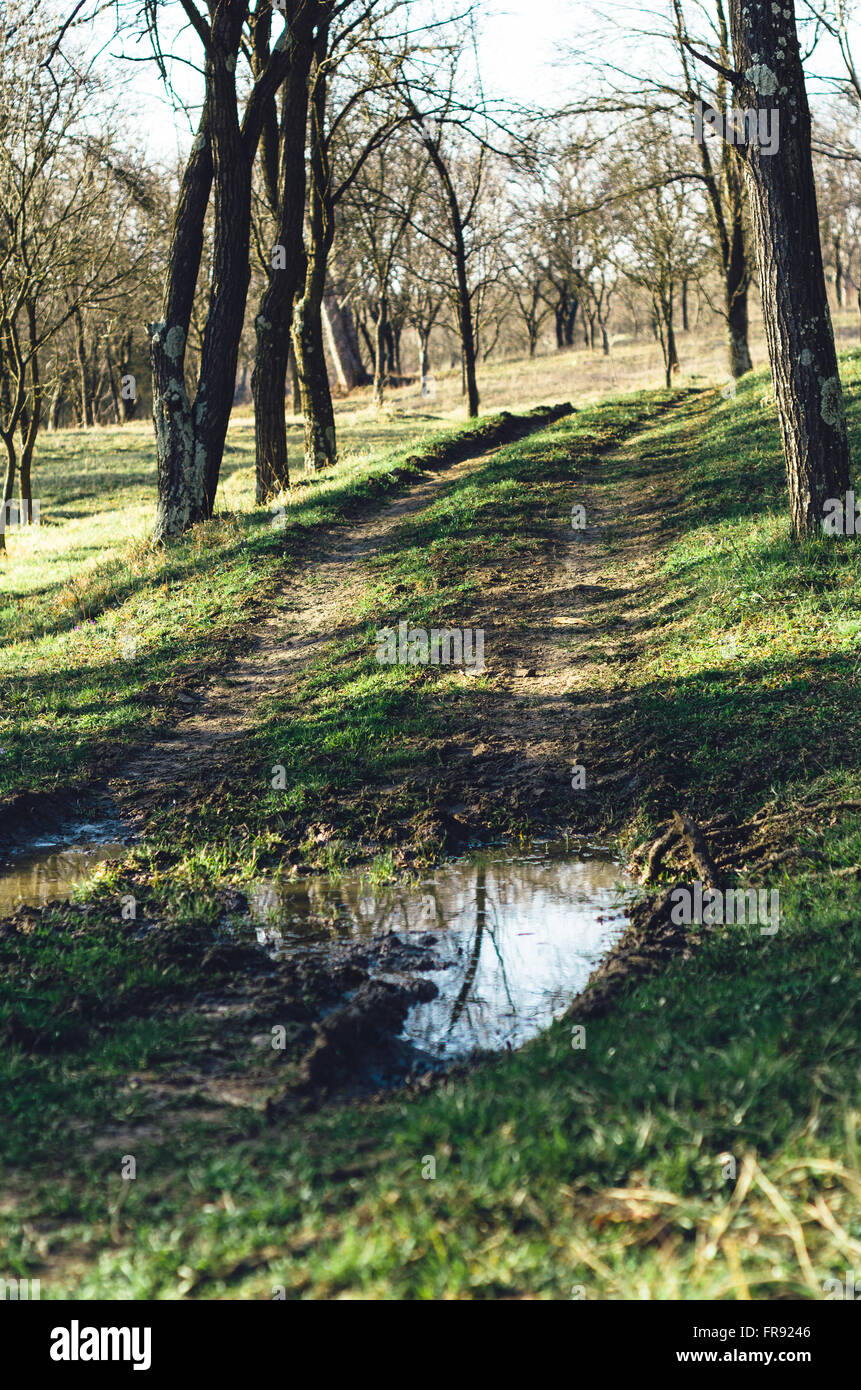 Trees, shadows in a forest and a little puddle Stock Photo - Alamy