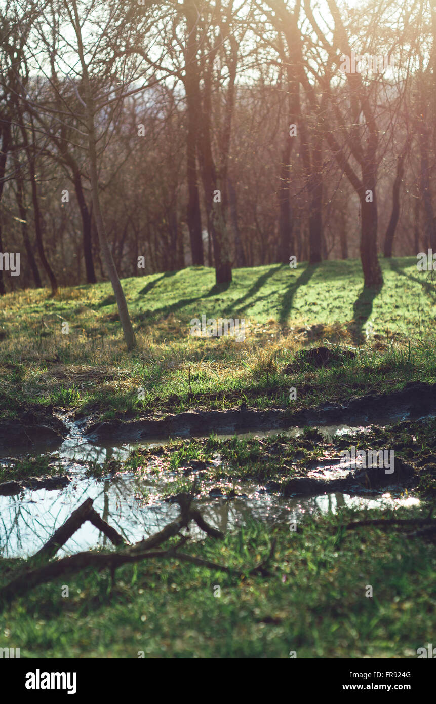 Trees in a forest, and a little puddle Stock Photo - Alamy