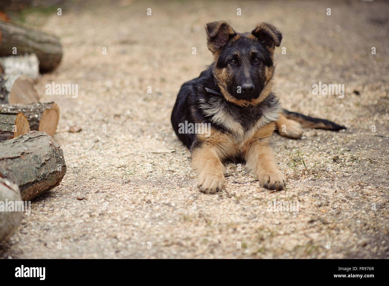 Young German Shepherd Stock Photo - Alamy
