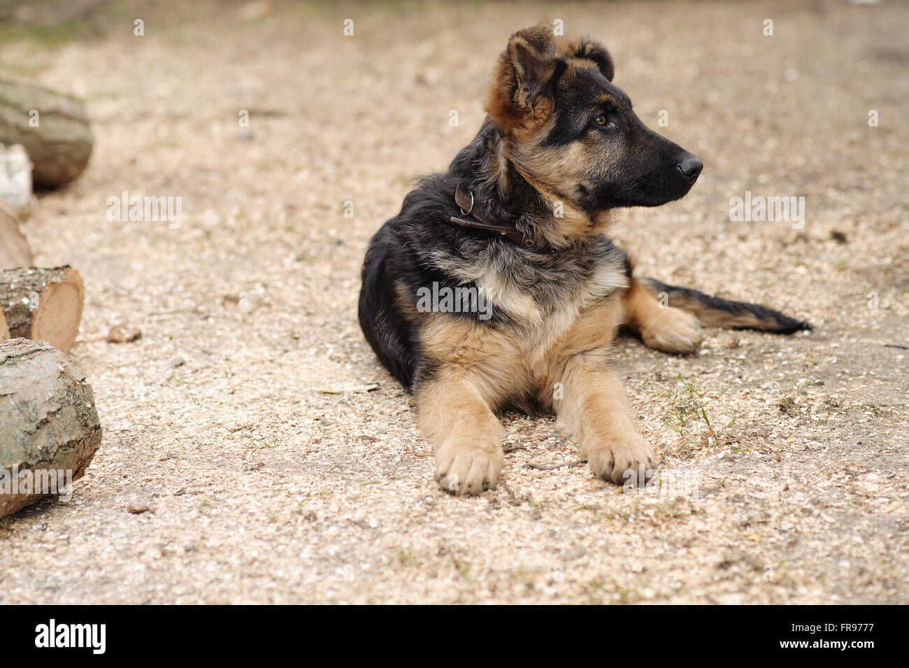 Young German Shepherd Stock Photo - Alamy
