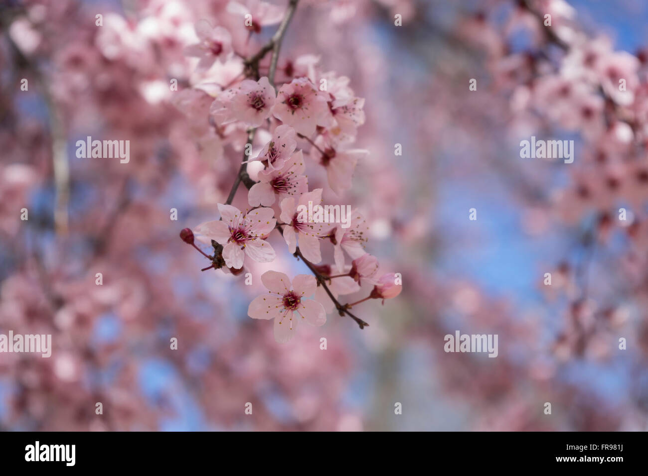 branch spring, details of cherry blossoms with beautiful pink petals ...