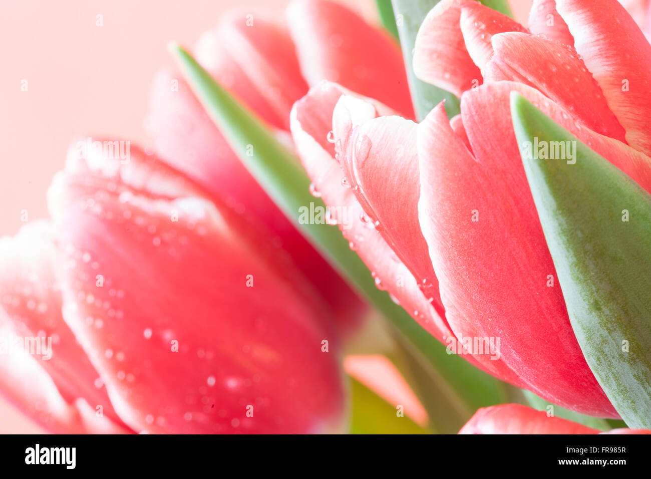 the buds of tulips in dew drops closeup Stock Photo - Alamy