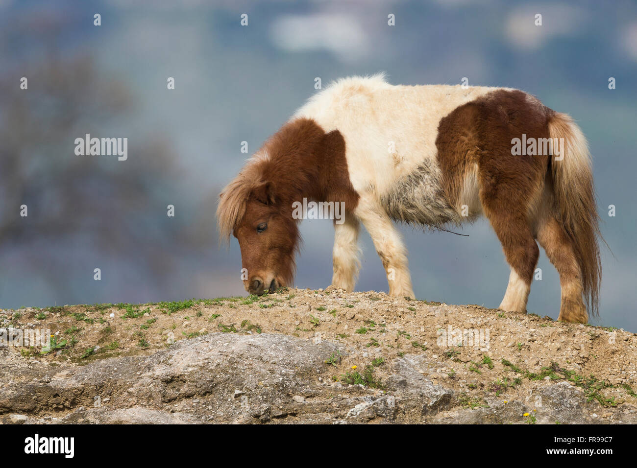 Pony (Equus caballus), feeding at the top of a rock, Montecorvino ...