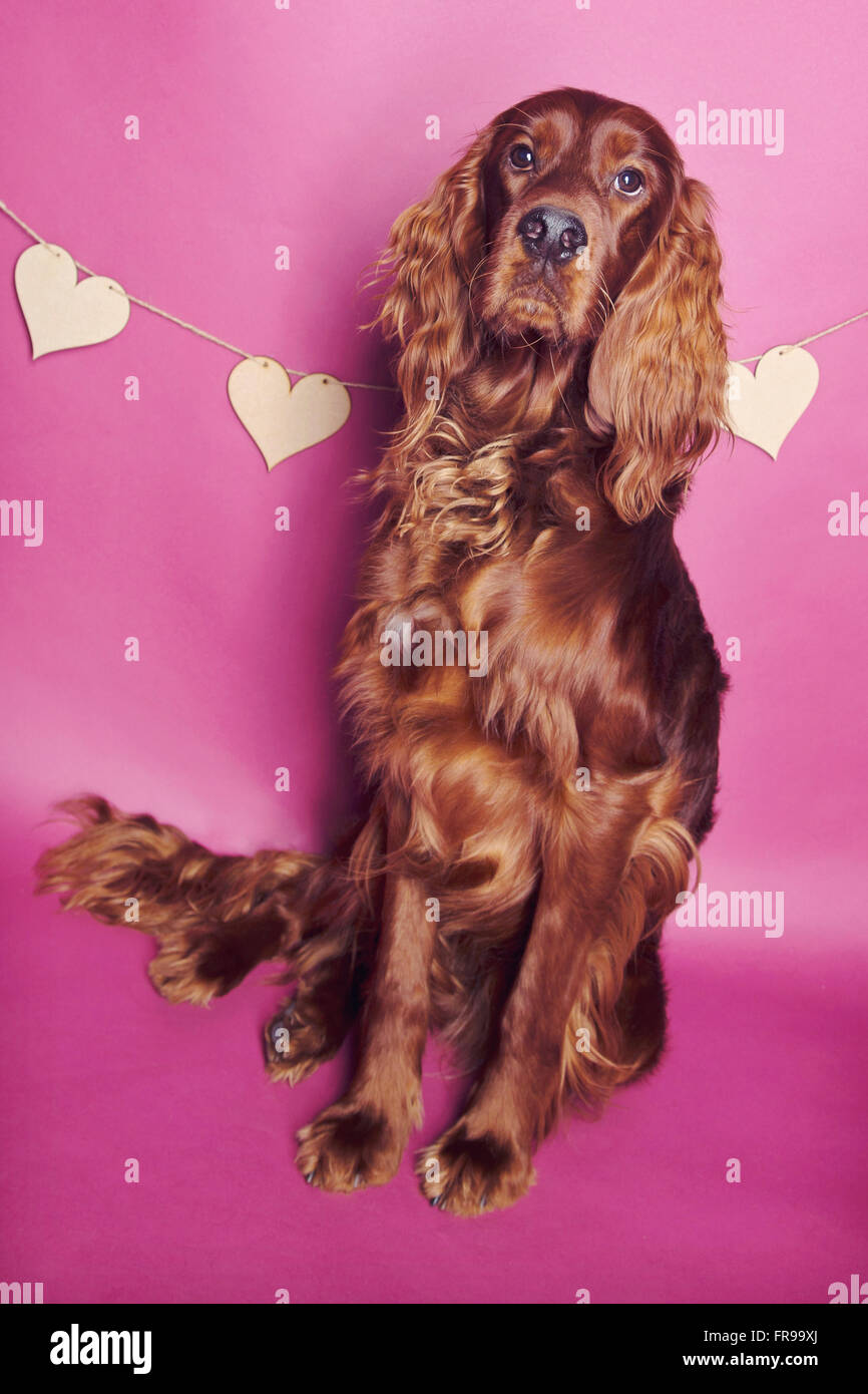 Funny dog nose pictures hi-res stock photography and images - Alamy