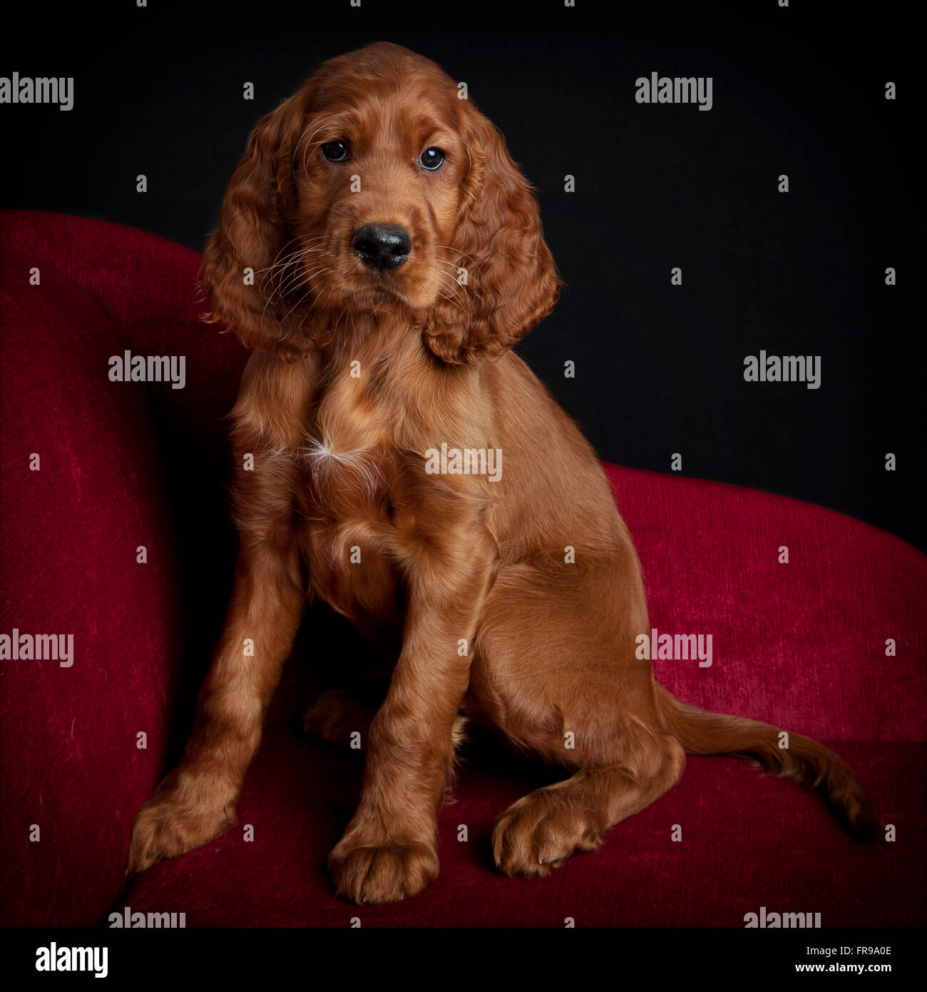 Irish / Red Setter Dog Studio Pictures Stock Photo - Alamy