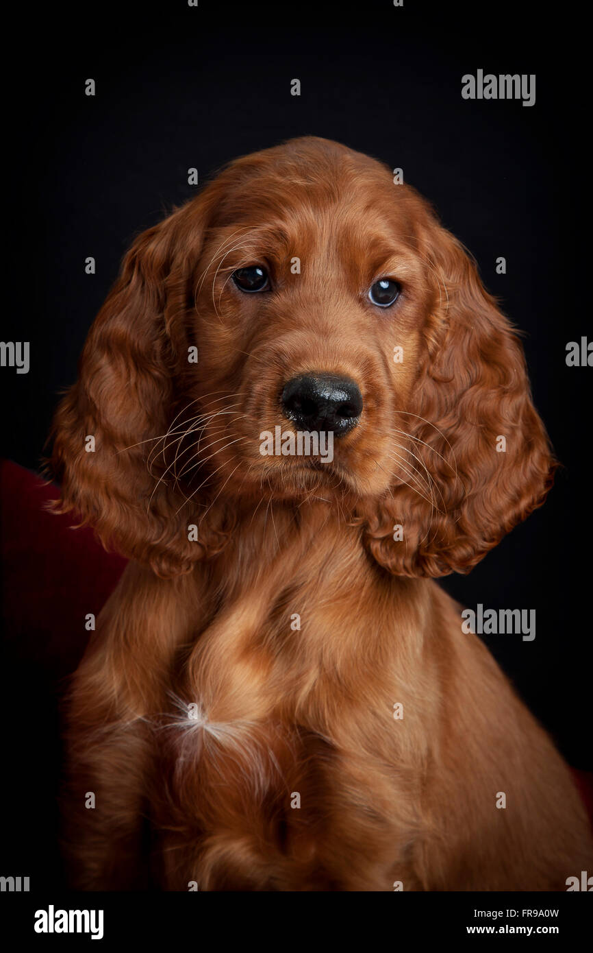 Irish / Red Setter Dog Studio Pictures Stock Photo - Alamy