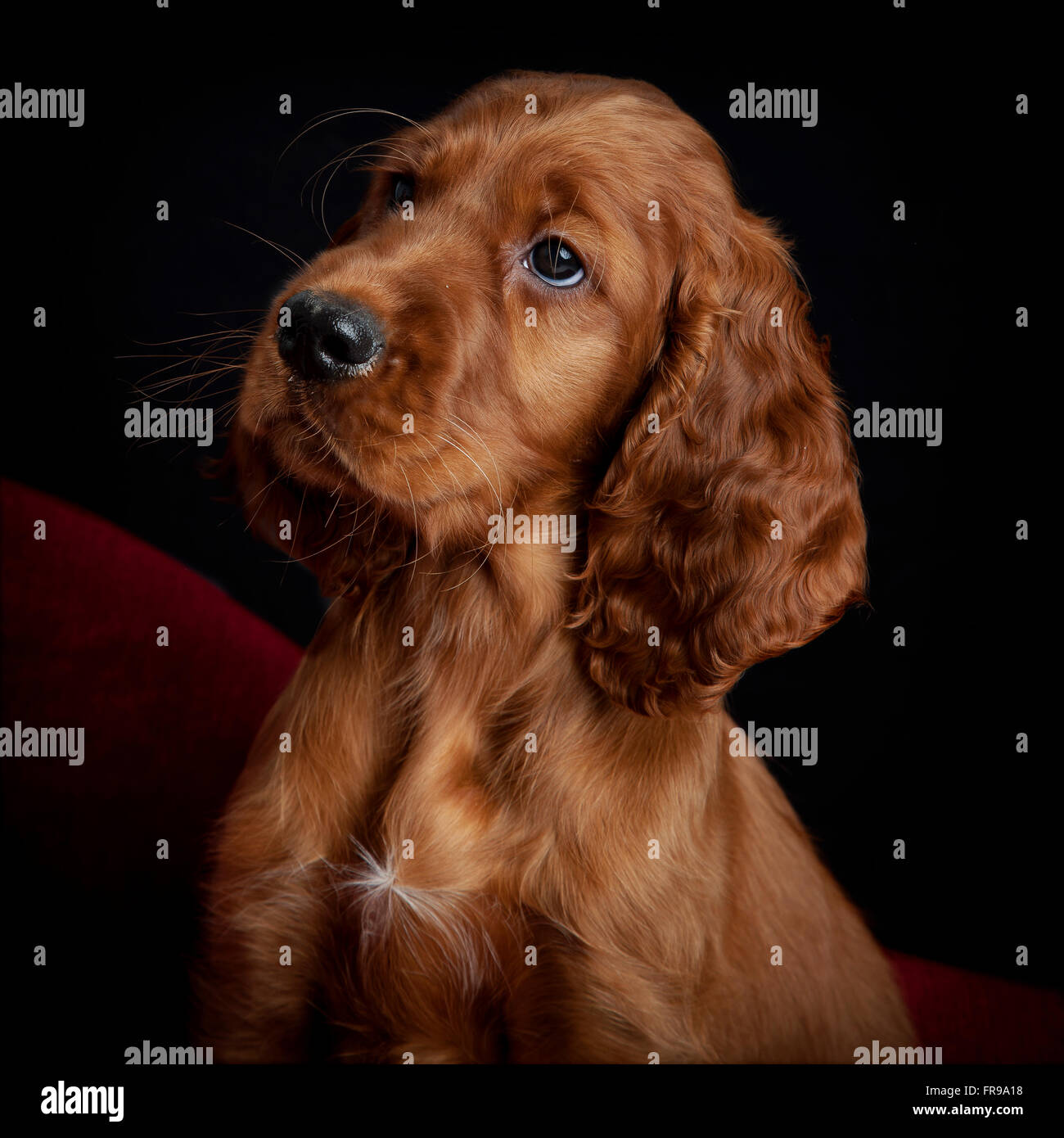 Irish / Red Setter Dog Studio Pictures Stock Photo - Alamy