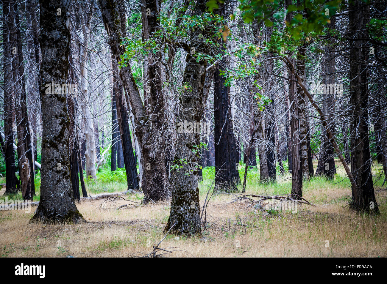 View through the trees, Yosemite Valley, California Stock Photo - Alamy