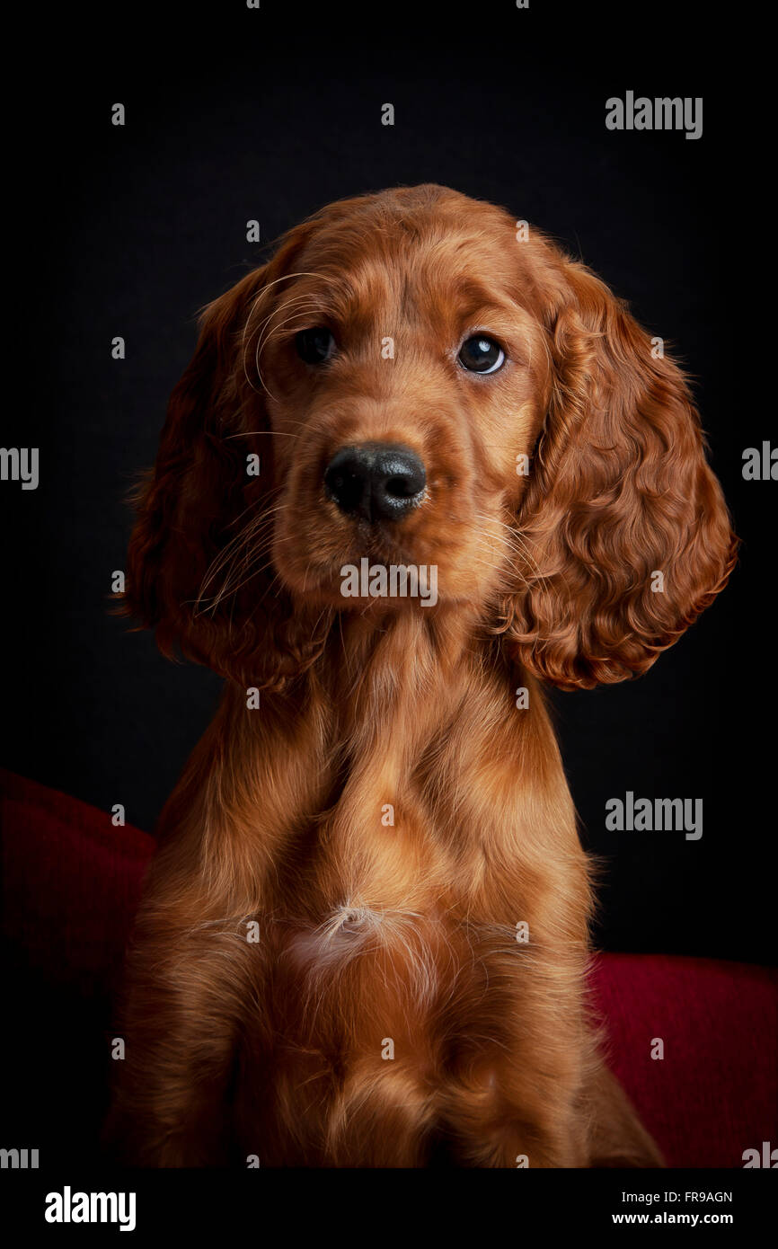 Irish / Red Setter Dog Studio Pictures Stock Photo - Alamy
