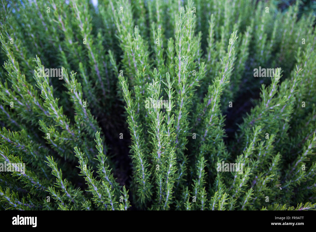 Dwarf mountain pine pot hi-res stock photography and images - Alamy