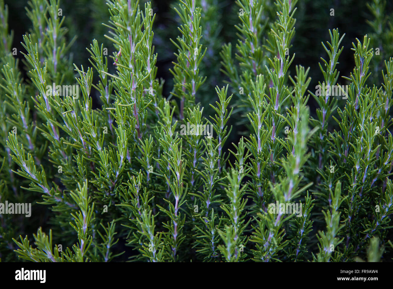 Dwarf mountain pine hi-res stock photography and images - Alamy