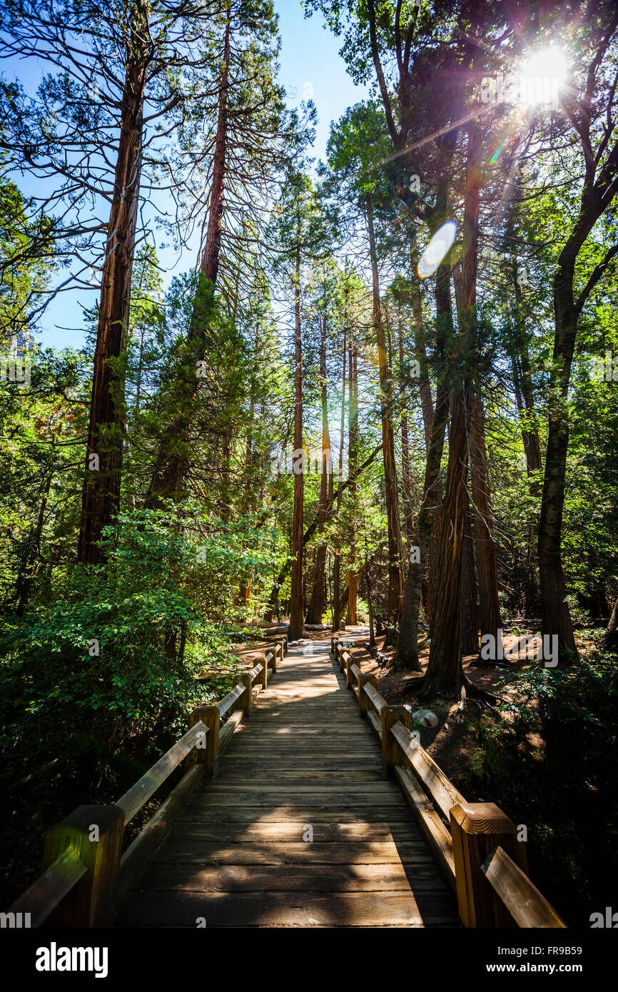 View through the trees, Yosemite Valley, California Stock Photo - Alamy