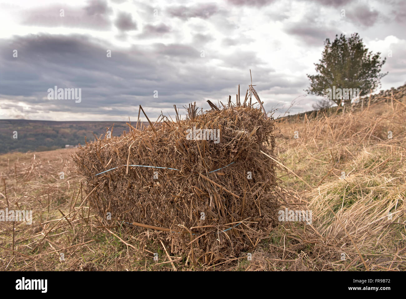 Cutting bracken hi-res stock photography and images - Alamy