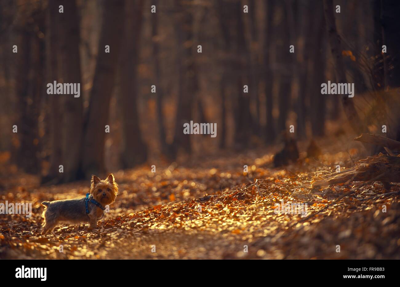The Dog Walk in the Forest with Large Copy Space Background. Australian ...