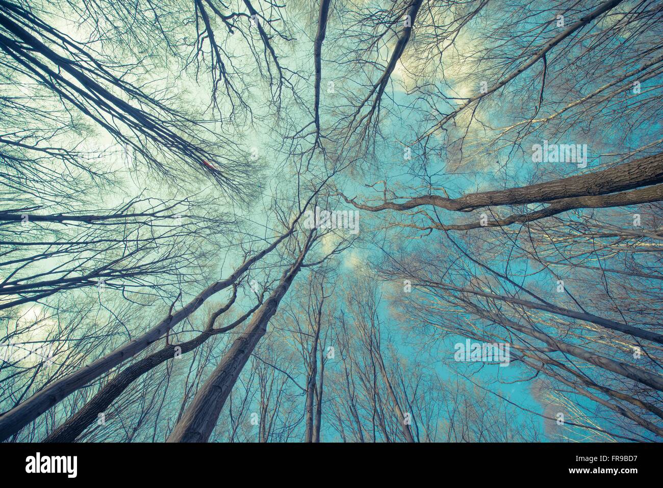 Trees Web Background. Forest Concept Backdrop Stock Photo - Alamy