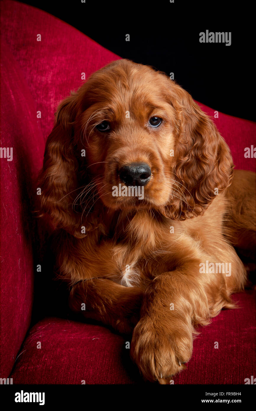 Irish / Red Setter Dog Studio Pictures Stock Photo - Alamy