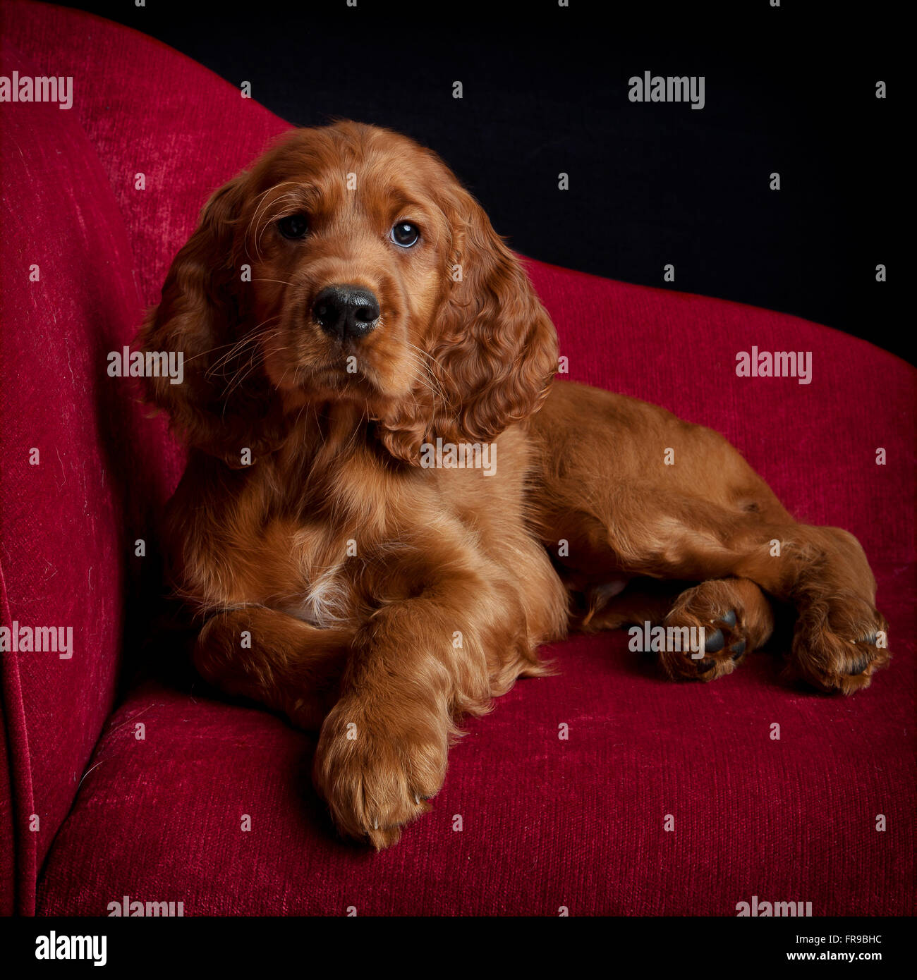 Irish / Red Setter Dog Studio Pictures Stock Photo - Alamy