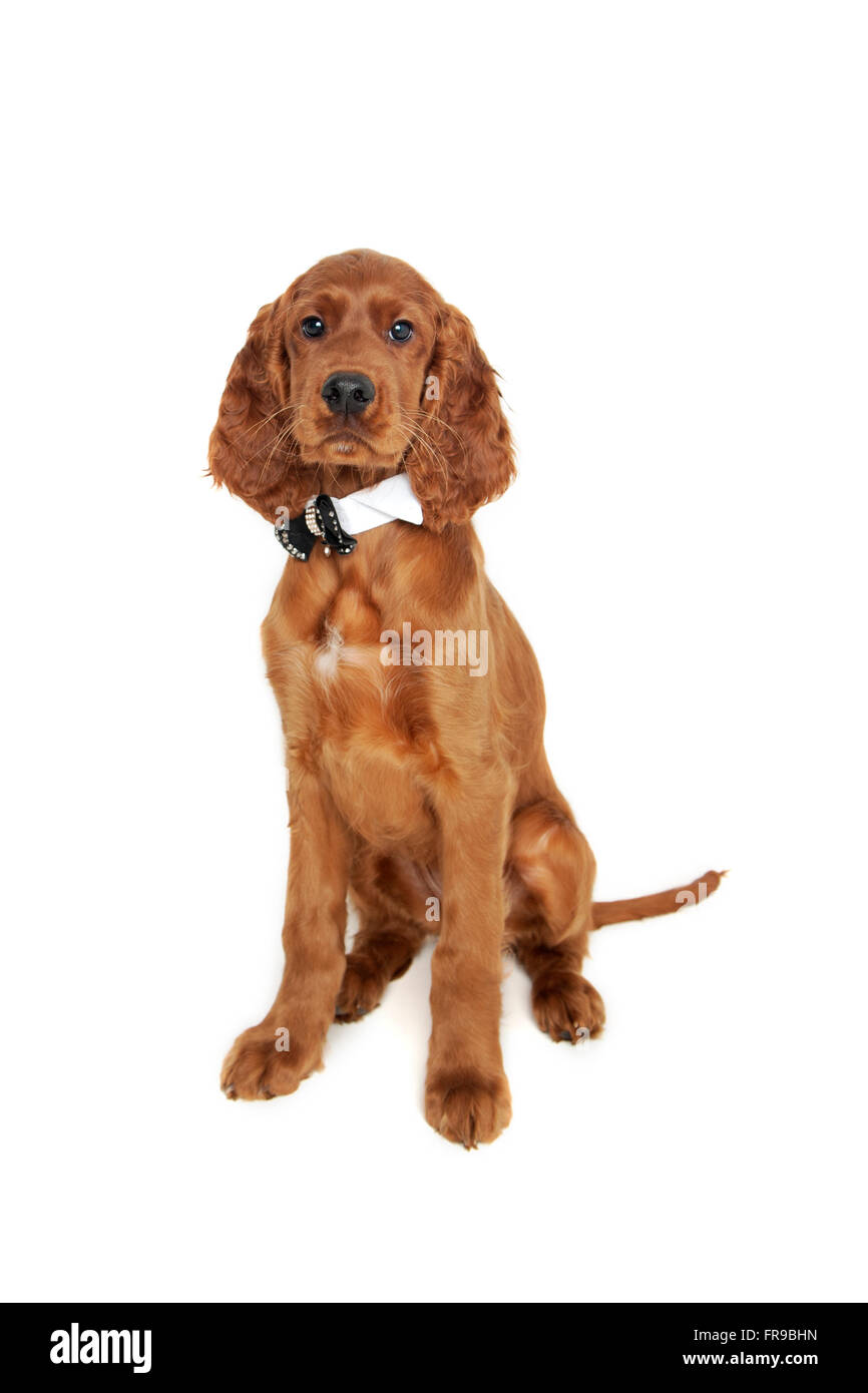 Irish / Red Setter Dog Studio Pictures Stock Photo - Alamy