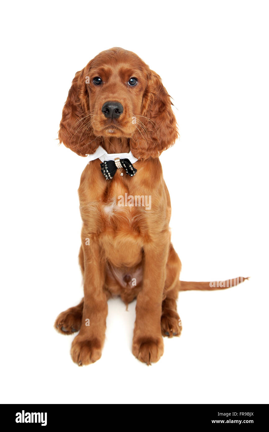 Irish / Red Setter Dog Studio Pictures Stock Photo - Alamy