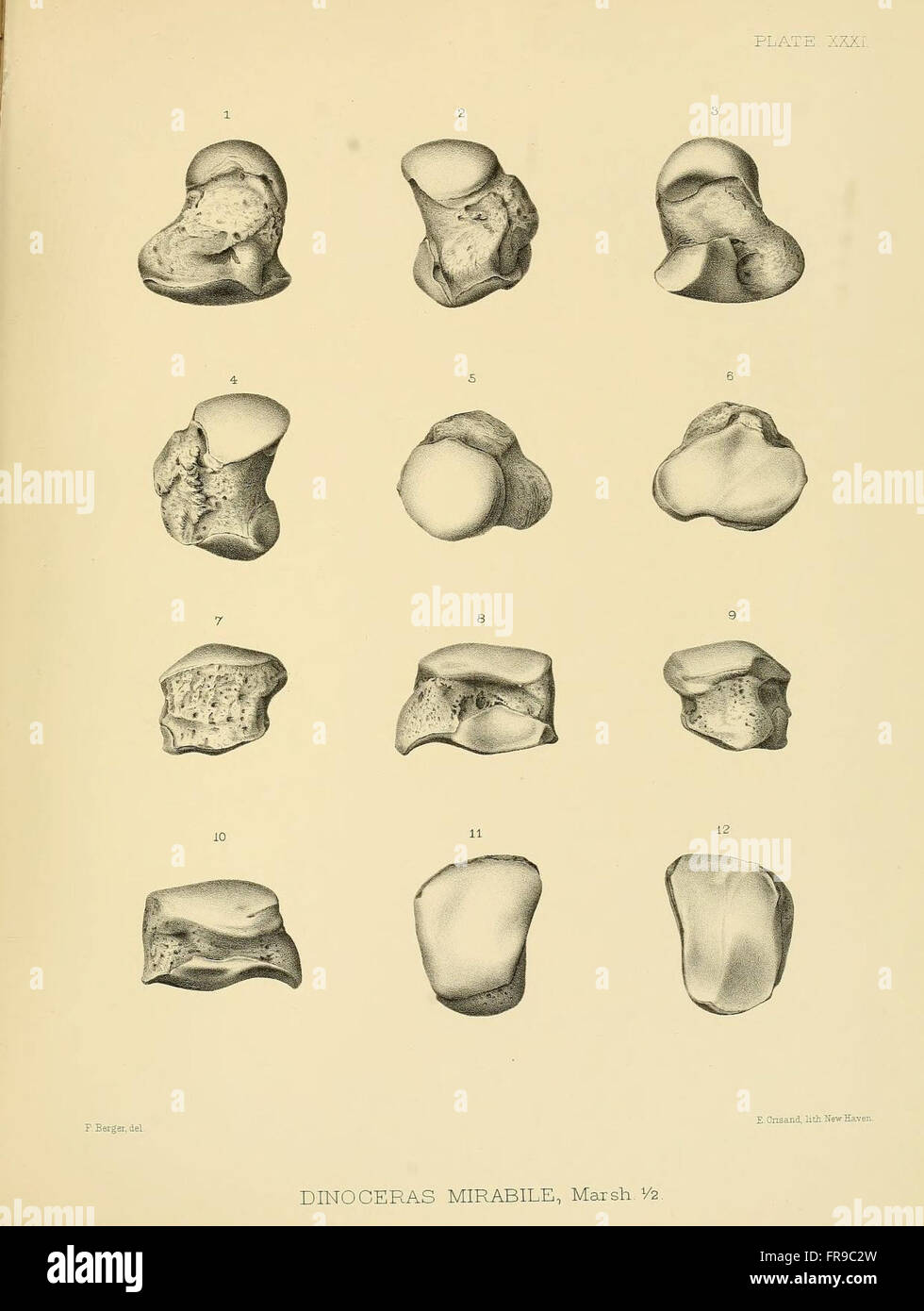 Dinocerata, as illustrated in Plate XXXI, depicts an extinct order of ...