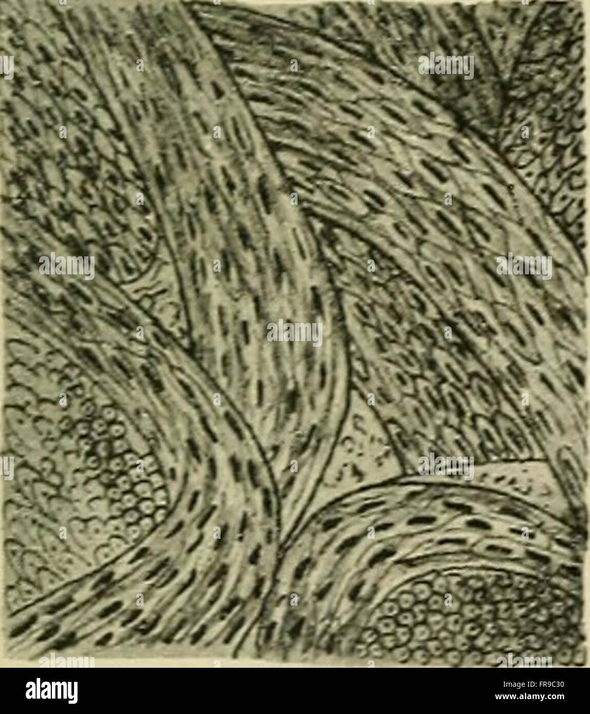 'Diseases of Women' (1898) is a medical textbook focusing on the ...