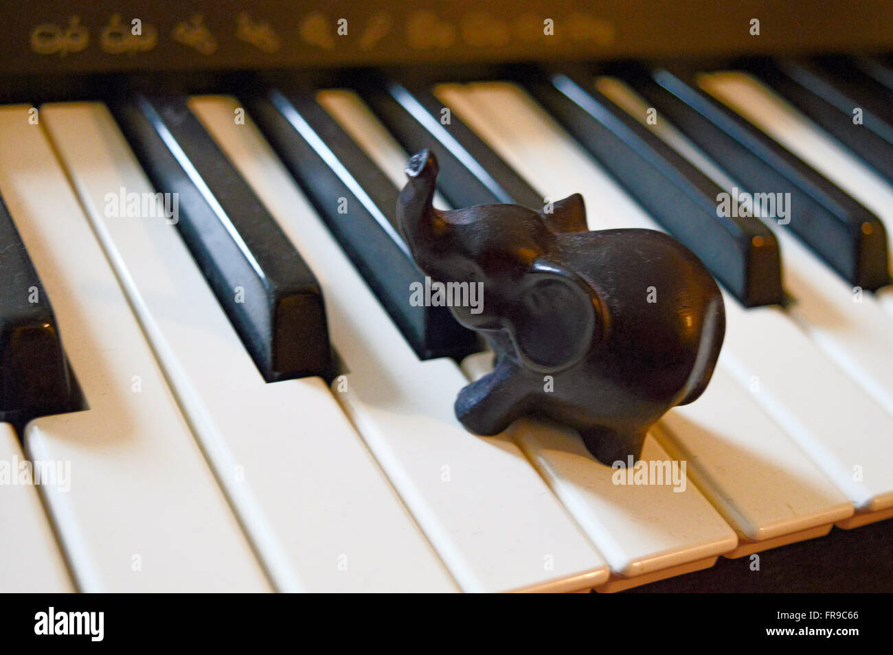 Elephant on Keyboard Stock Photo - Alamy