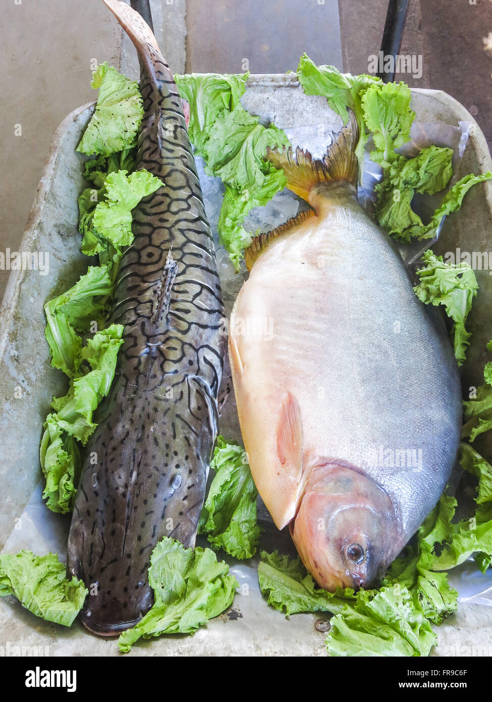Tambaqui fish hi-res stock photography and images - Alamy