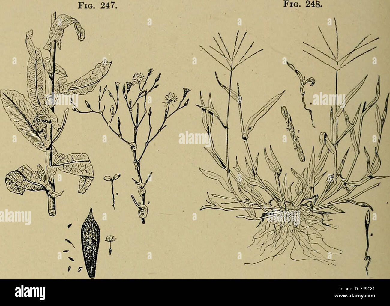'Horticulture' is a comprehensive textbook for high schools covering ...