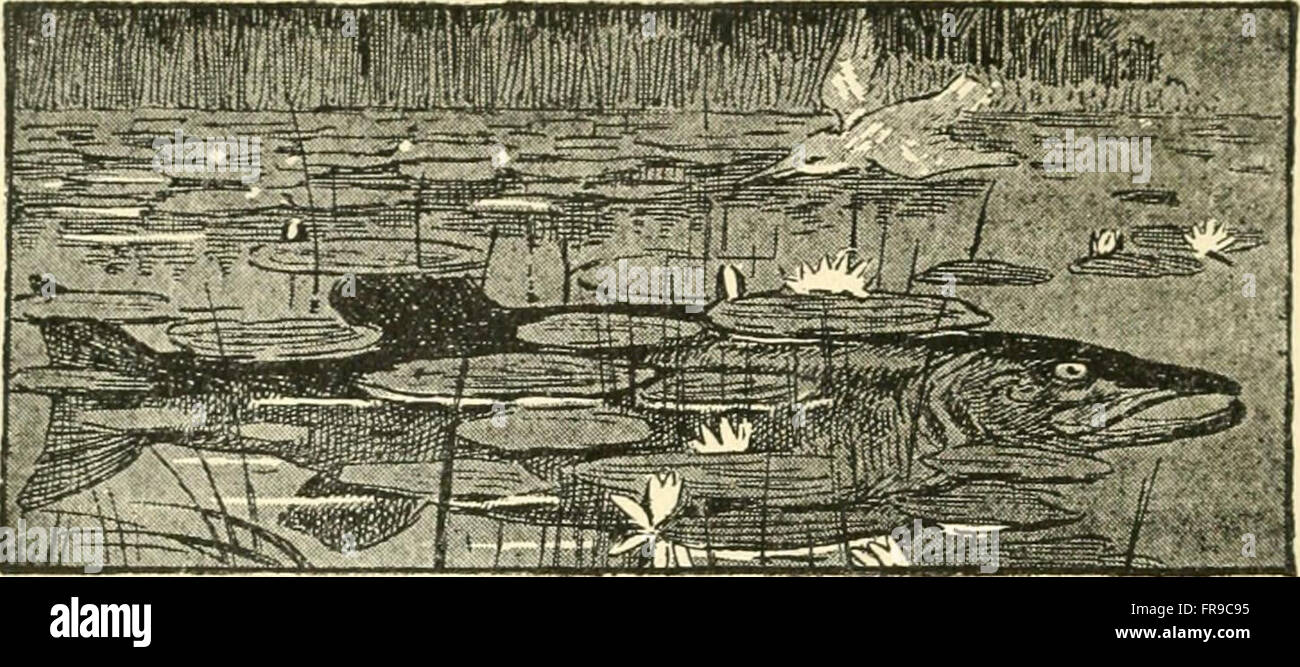 This guide presents various types of lures used by fishermen, alongside ...