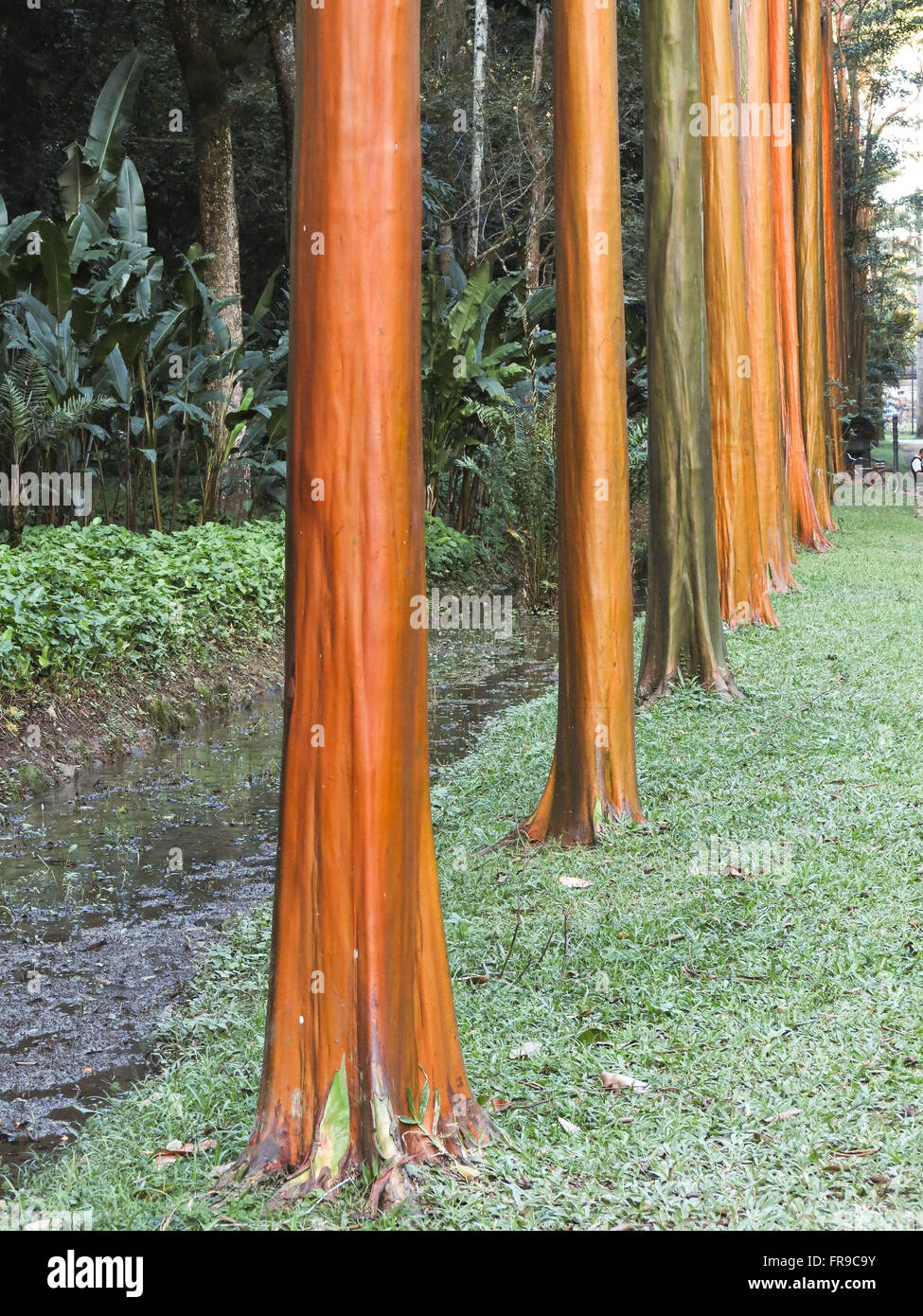 tree called pau-mulato Stock Photo - Alamy