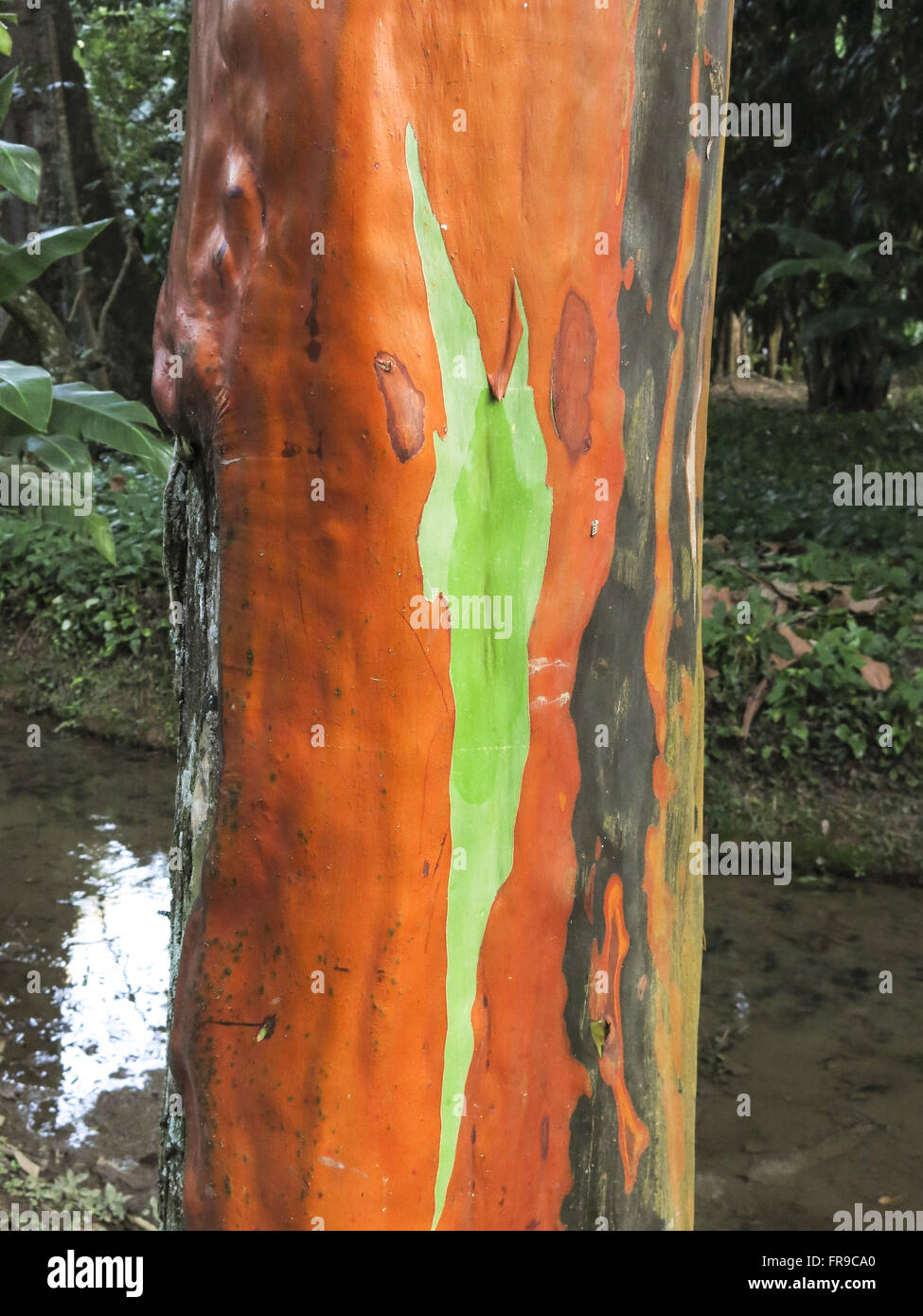 Detail of tree called pau-mulato Stock Photo - Alamy