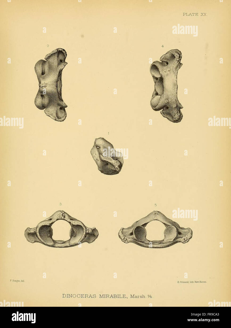 Fossil paleontology university of connecticut libraries archive org ...