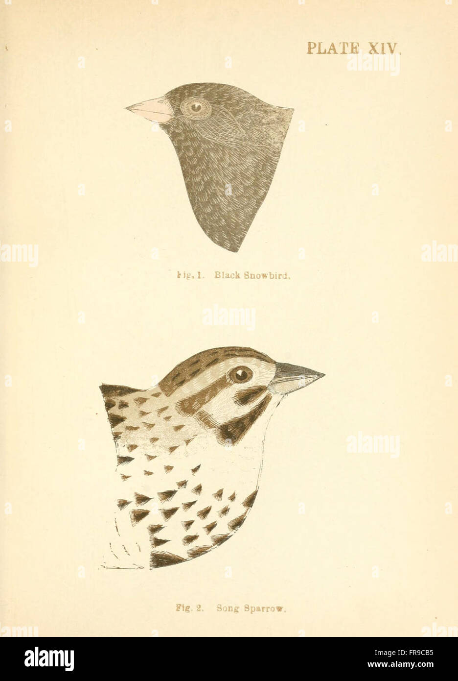 This handbook provides a guide to the sparrows, finches, and related ...