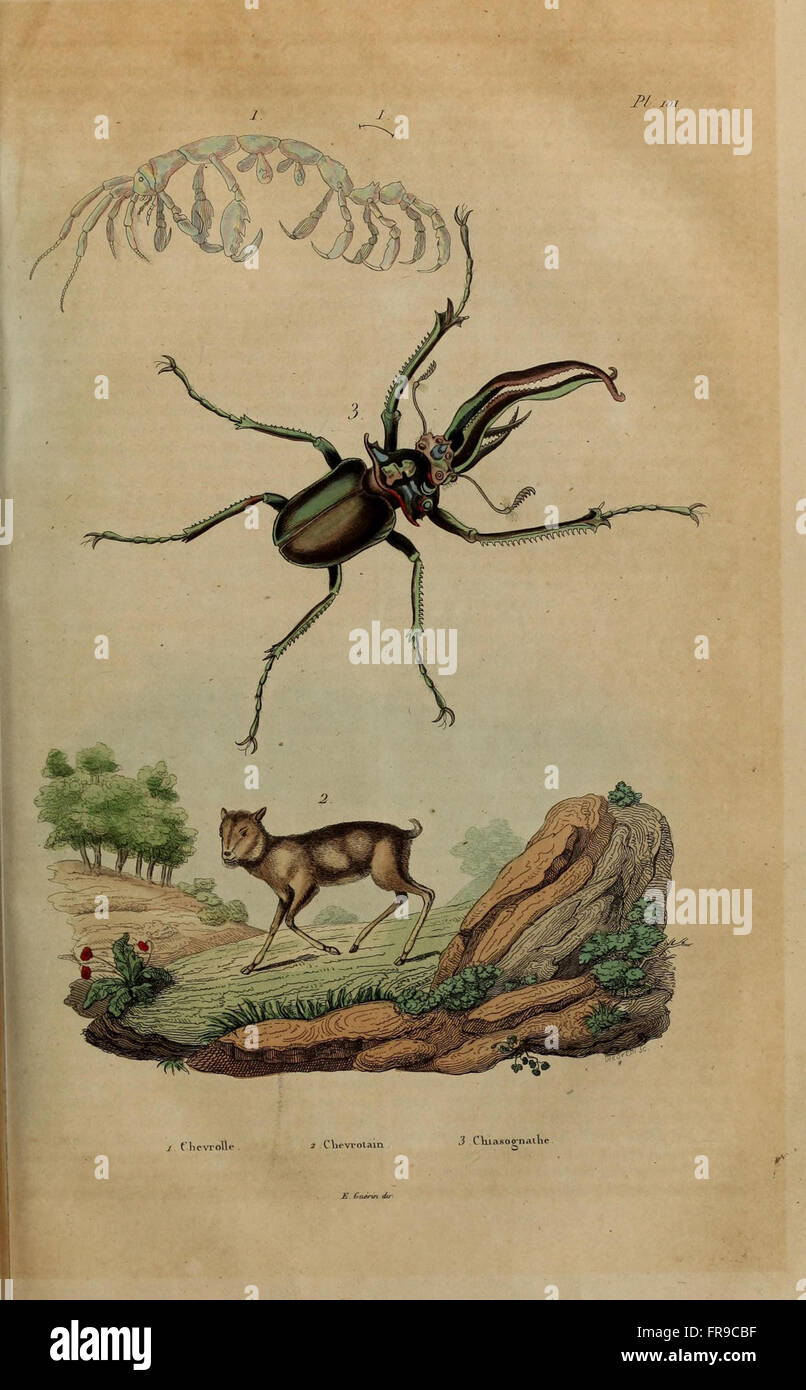 This illustrated natural history dictionary provides detailed ...