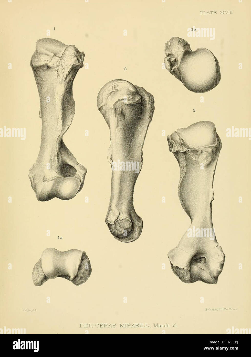 'Dinocerata, Plate XXVIII' is a paleontological work featuring ...