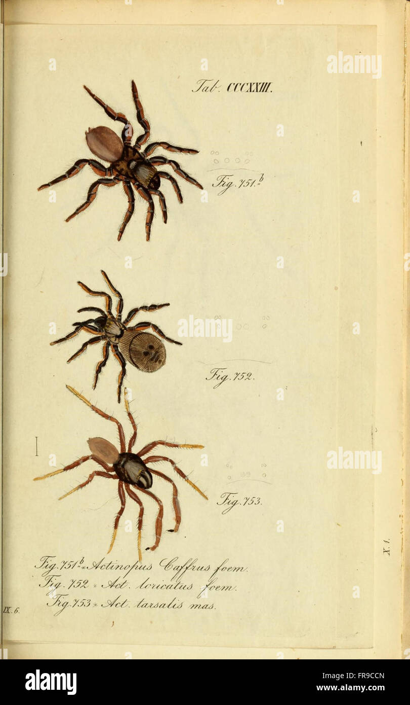 'Die Arachniden' features an extensive illustration and description of ...