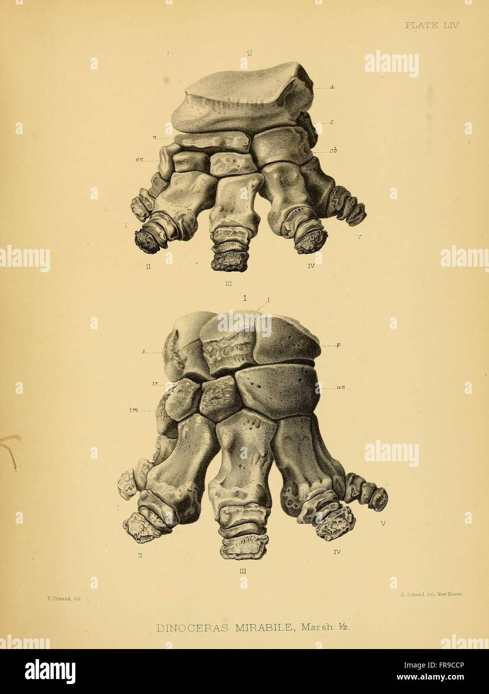 'Dinocerata' focuses on the extinct order of mammals known for their ...