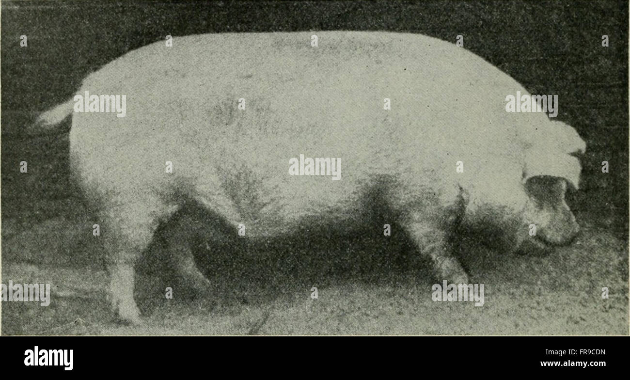 Diseases swine particluar reference hog cholera hi-res stock ...
