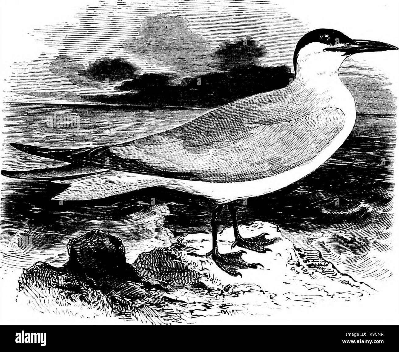 This manual provides illustrations and descriptions of British bird ...