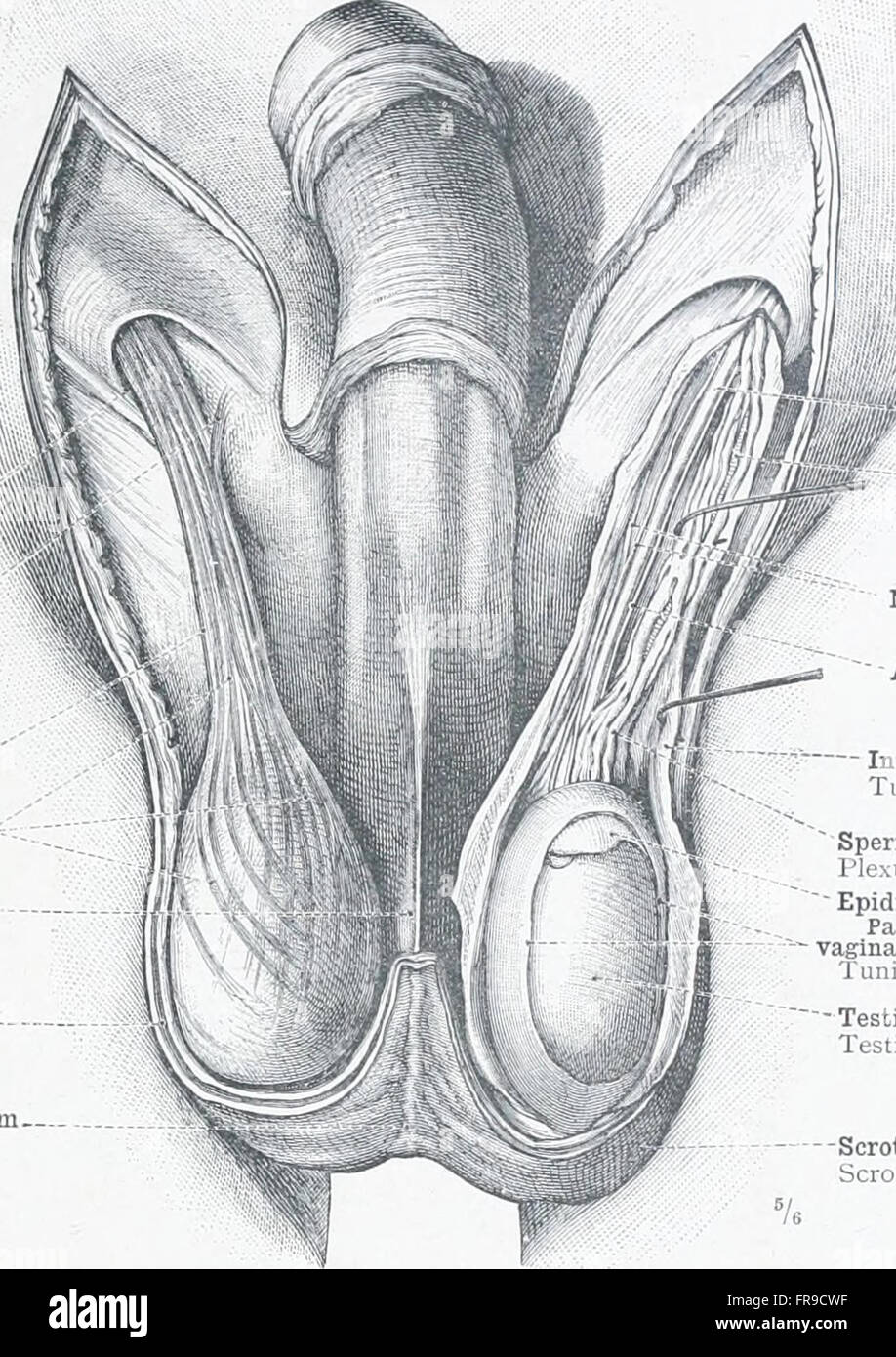 A comprehensive anatomical atlas designed for medical students and ...