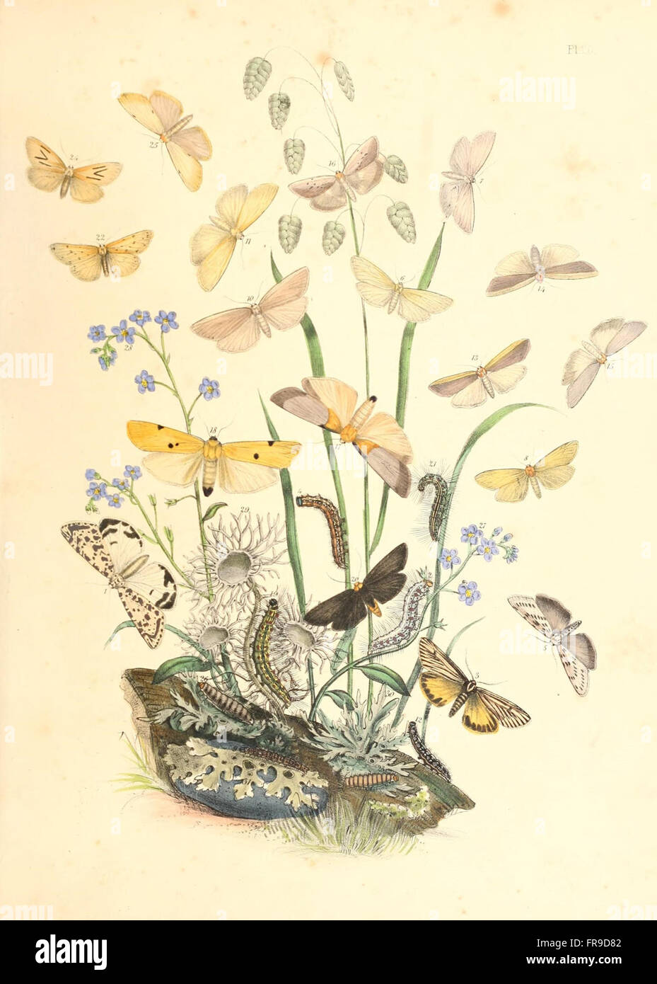 This plate from 'British Moths and Their Transformations' illustrates ...