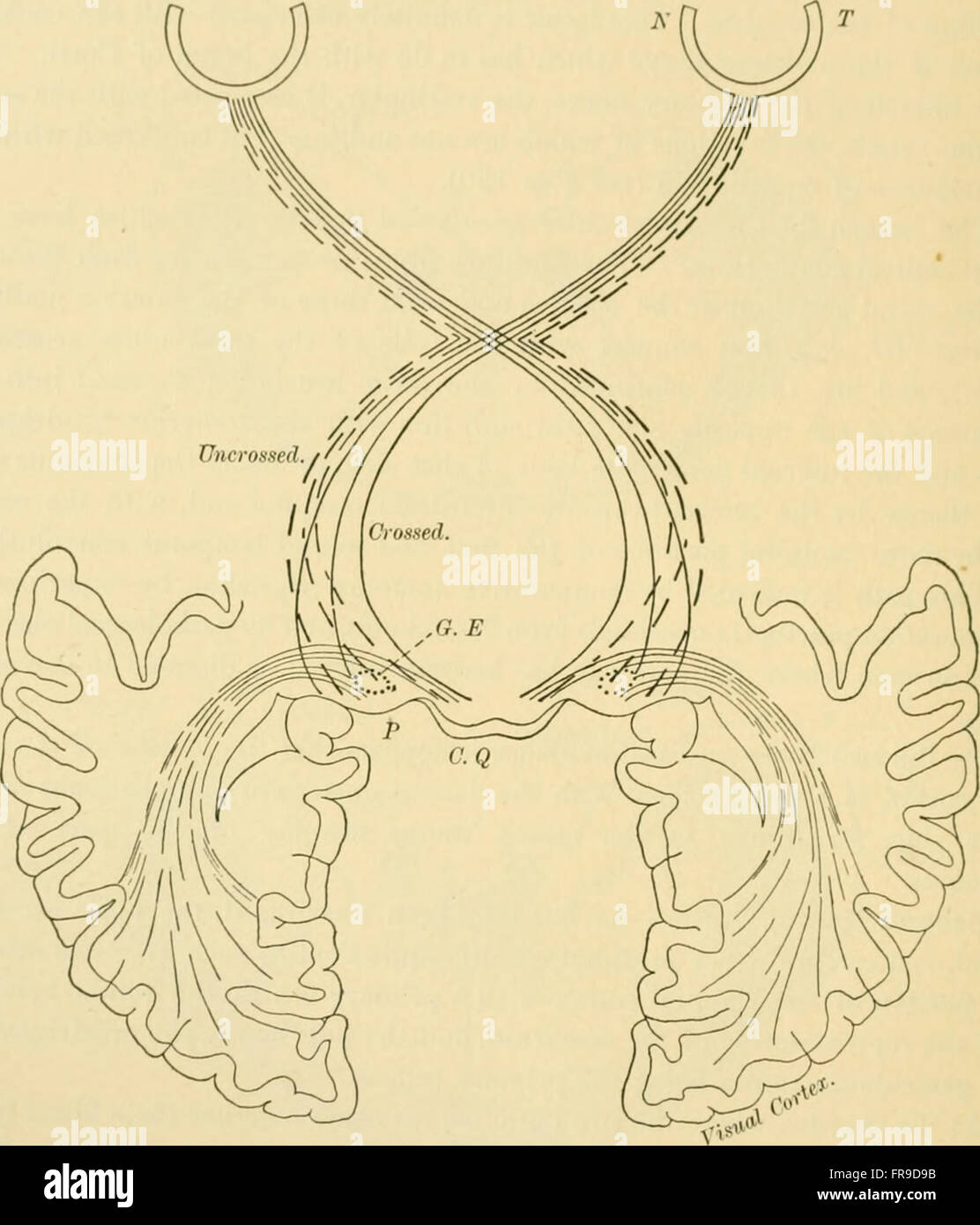 'An American Text-Book of Physiology' (1897) offers a comprehensive ...