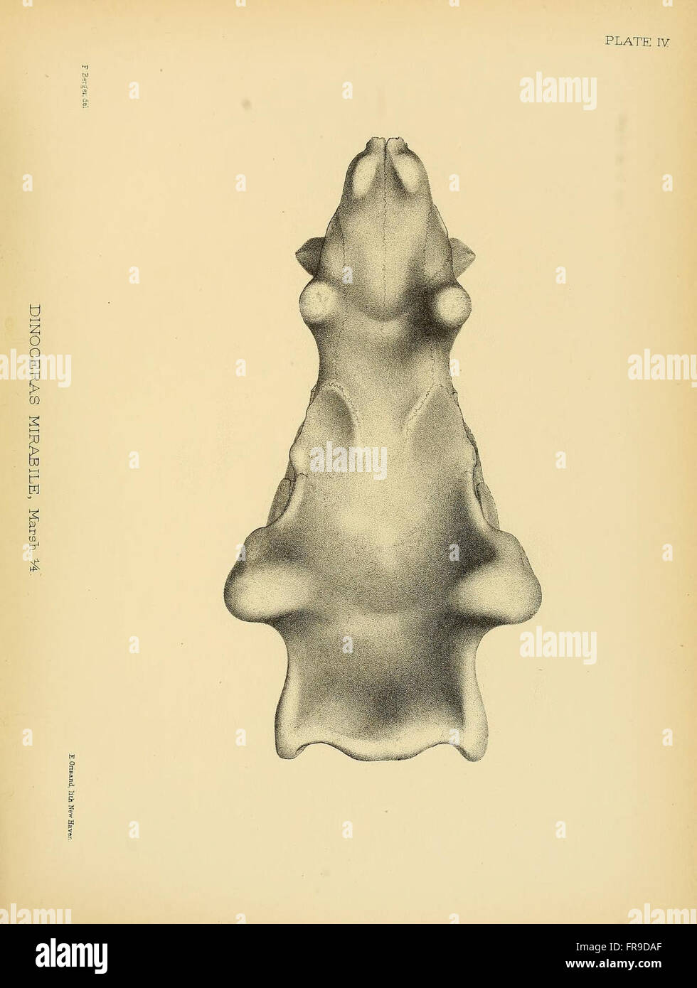 Plate IV of the 'Dinocerata' focuses on prehistoric mammals known for ...