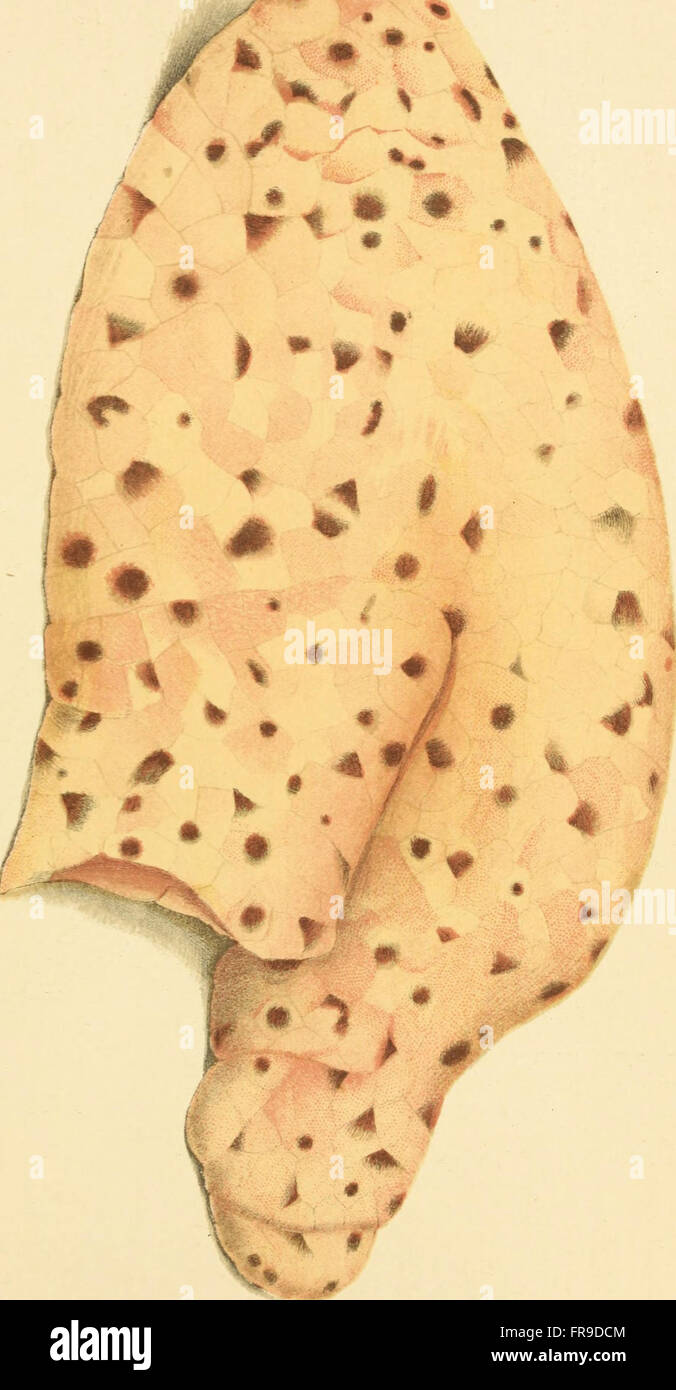 'Hog Cholera' (1889) outlines the history, nature, and treatment of hog ...