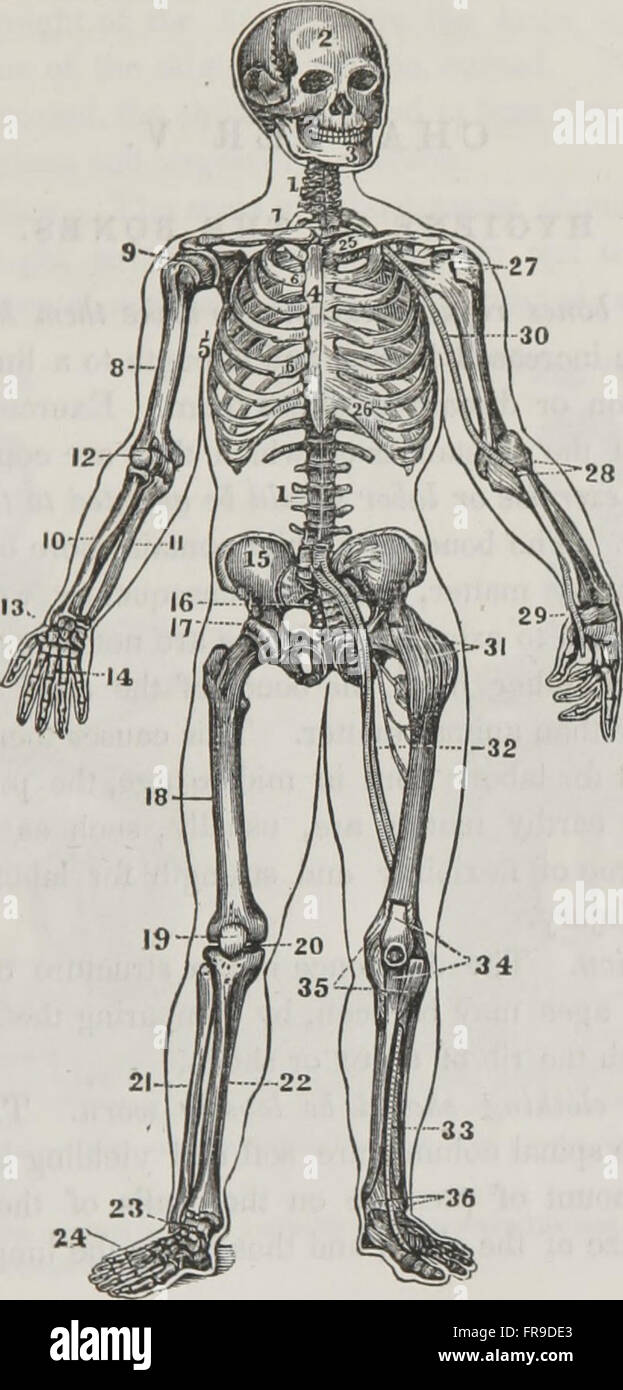 First book on anatomy, physiology, and hygiene - for grammar schools ...
