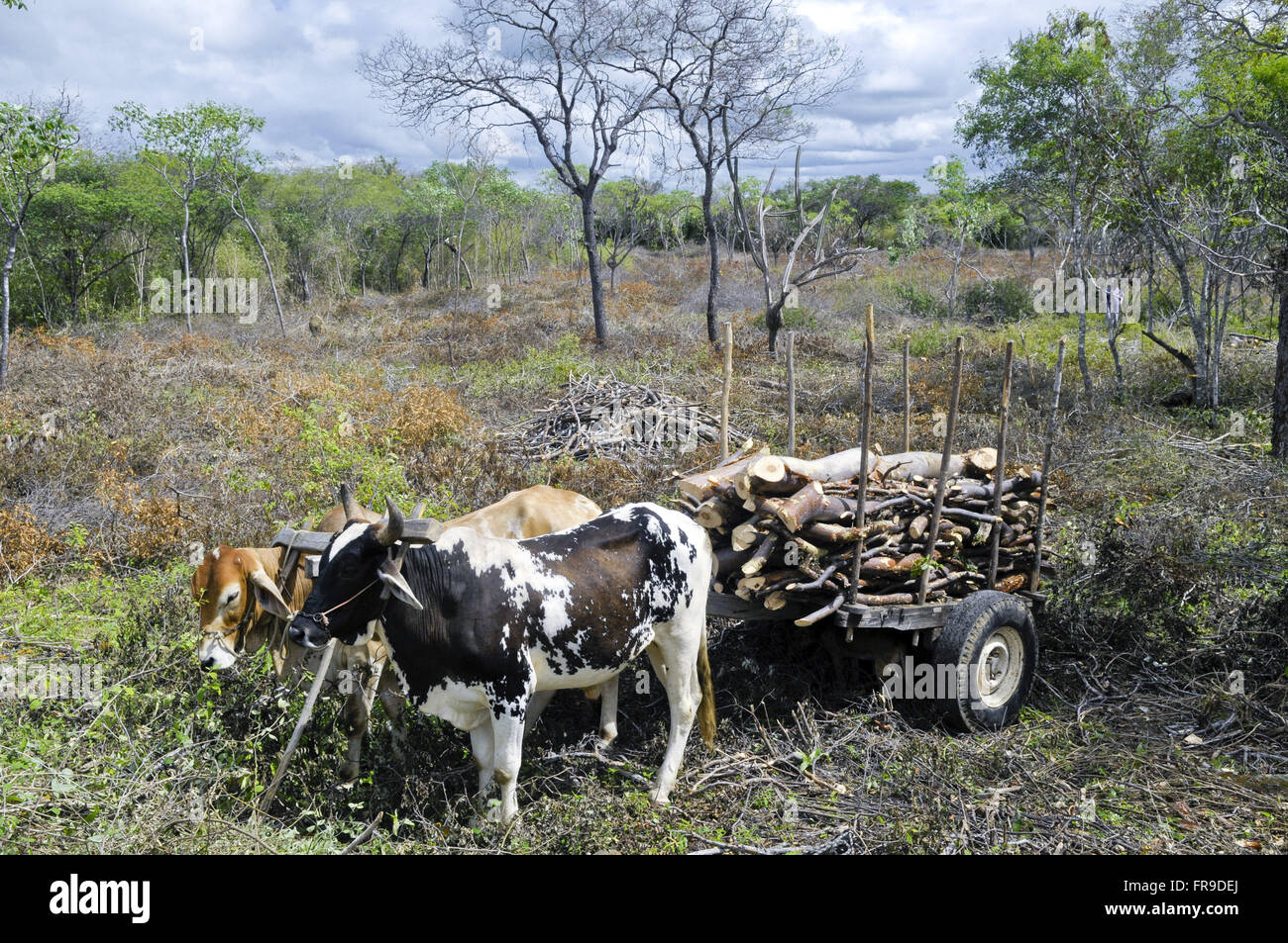 Load animals hi-res stock photography and images - Alamy