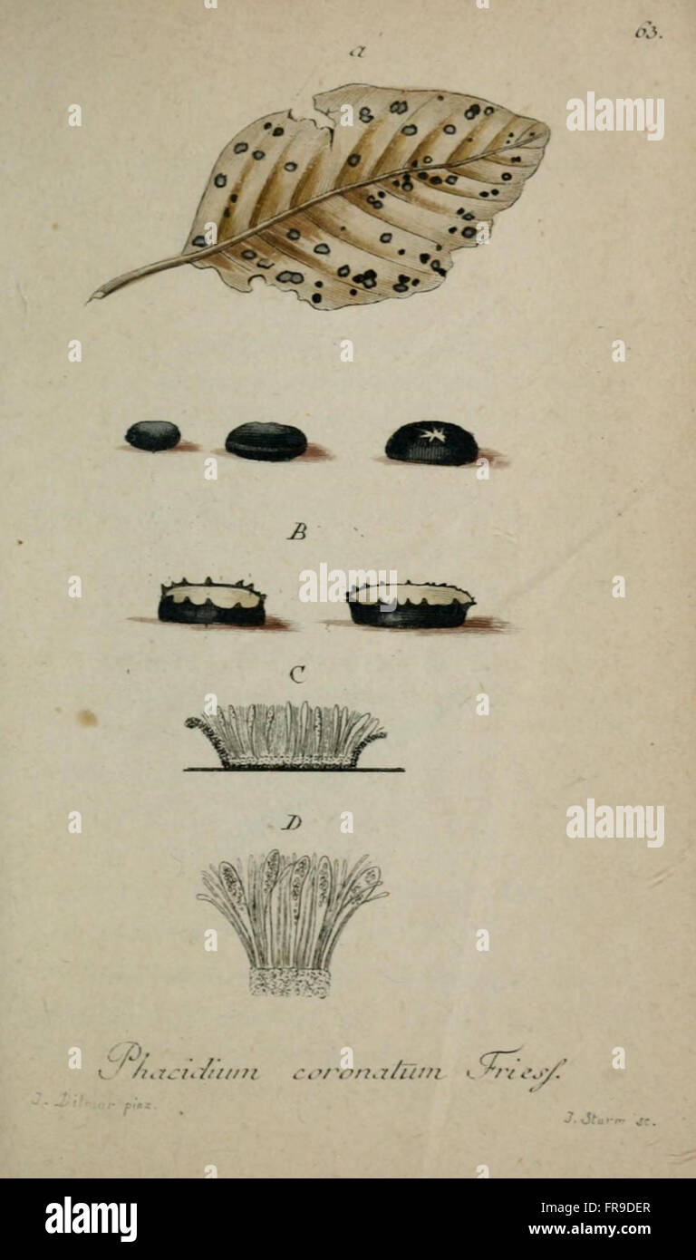 'Deutschlands Flora in Abbildungen nach der Natur' (Germany’s Flora in ...